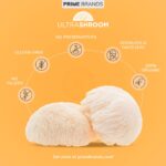 Buy Lion's Mane Mushroom Capsules | Ultra Shroom